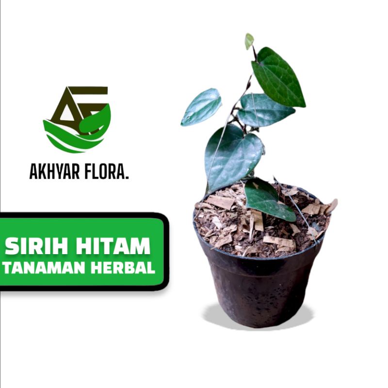 Jual Sirih Hitam Tanaman Herbal Langka Piper Betle L. Suruh Ireng ...