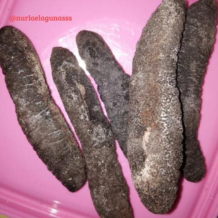 Harga teripang pasir Terbaru Sep 2024 |BigGo Indonesia