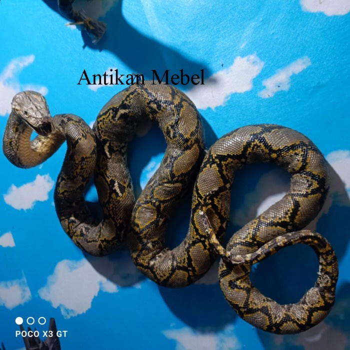 Harga ular piton besar Terbaru Feb 2025 | BigGo Indonesia