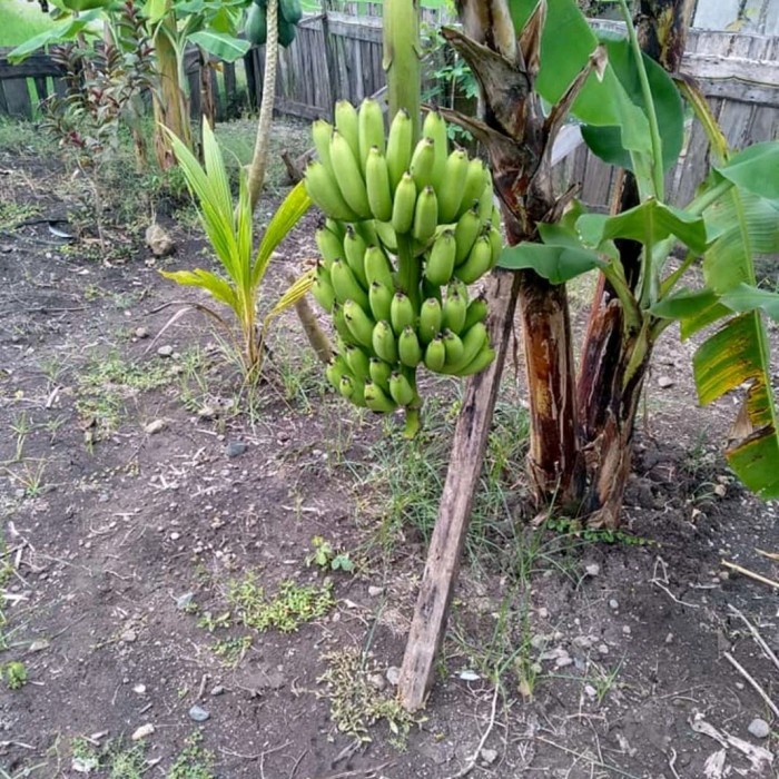 Harga pisang raja pendek Terbaru Okt 2025 | BigGo Indonesia