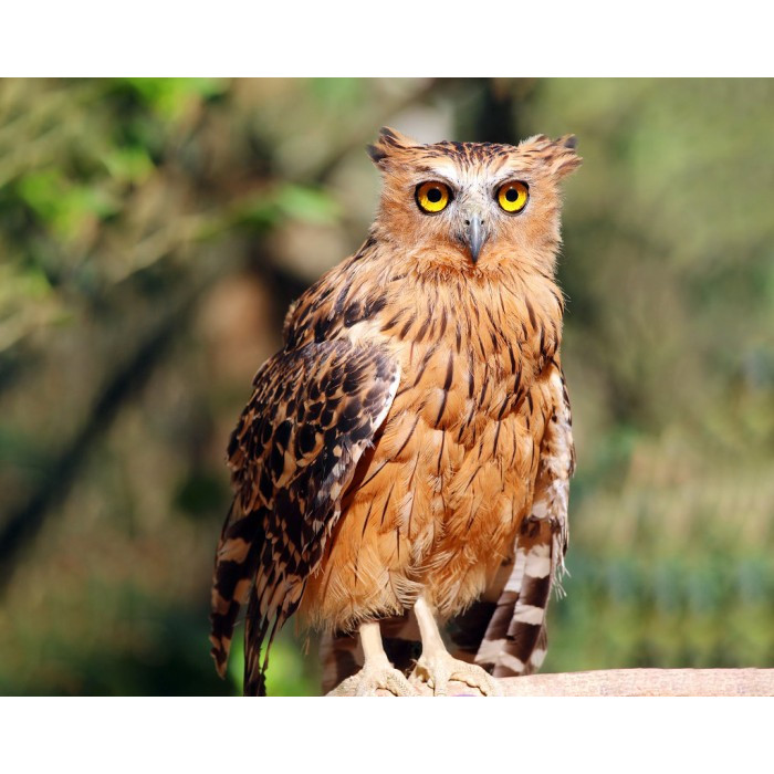 Harga buffy fish owl Terbaru Okt 2025 | BigGo Indonesia
