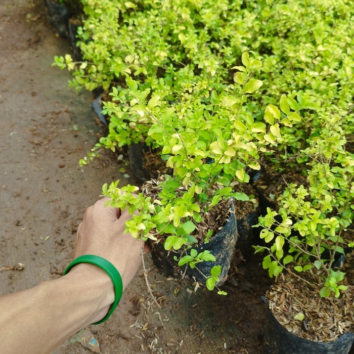 Harga legistrum kuning Terbaru Sep 2025 | BigGo Indonesia