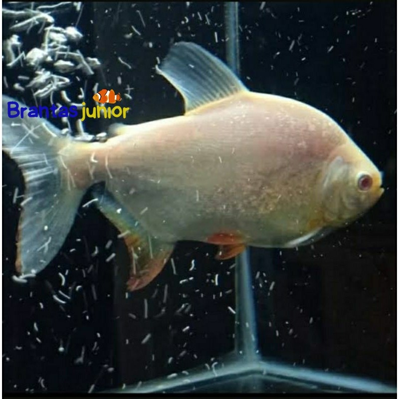 Harga Pacu Albino Tankmate Terbaru Jun 2026 | BigGo Indonesia