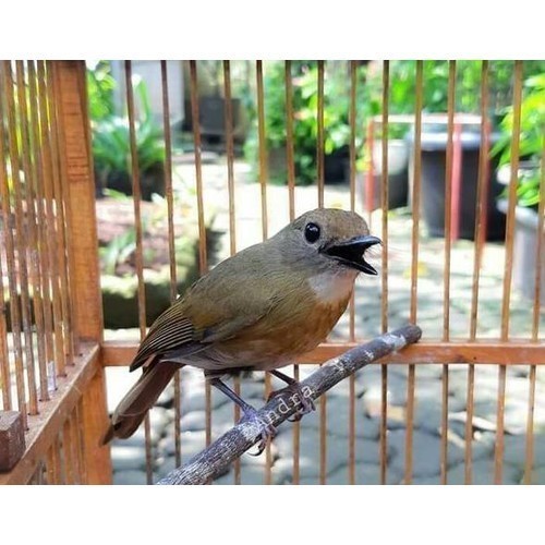 Harga burung srdc ori bali jantan Terbaru Jan 2025 |BigGo Indonesia