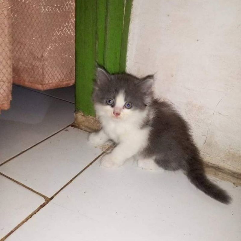 Harga 2 kucing anggora Terbaru Des 2025 | BigGo Indonesia