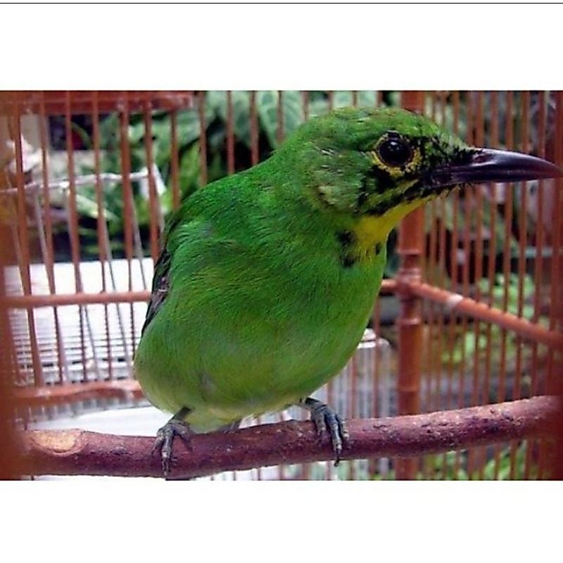 Harga Burung Cucak IJO Jantan Terbaru Jun 2026 | BigGo Indonesia