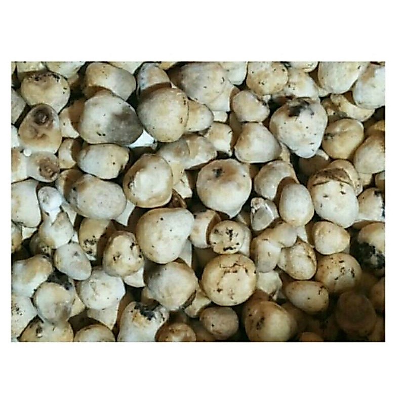 Harga jamur merang 1 kg Terbaru Jun 2026 | BigGo Indonesia