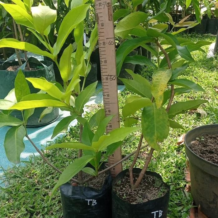 Harga jambu green giant cangkok Terbaru Okt 2025 | BigGo Indonesia