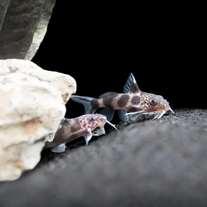 Harga Synodontis Catfish Terbaru Jun 2026 | BigGo Indonesia